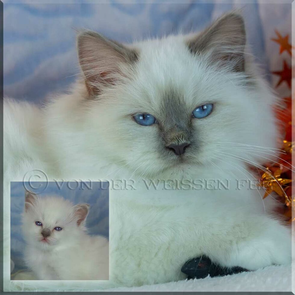 Schne Heilige Birma Lilac Point Ebenbild